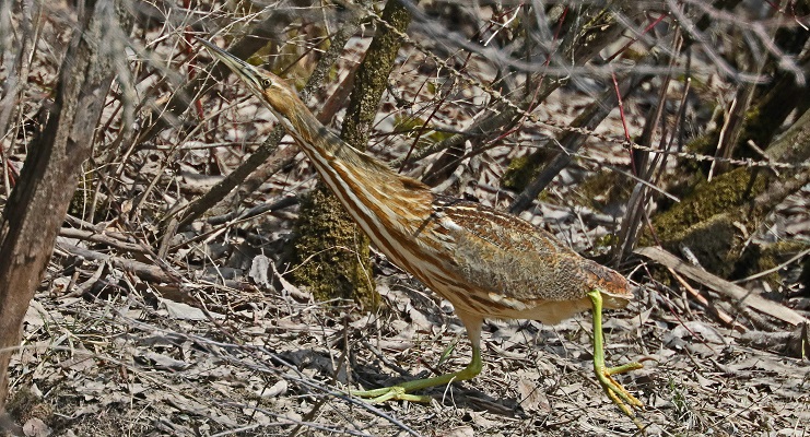 American Bittern