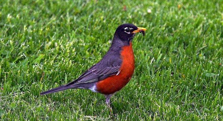 American Robin Flying