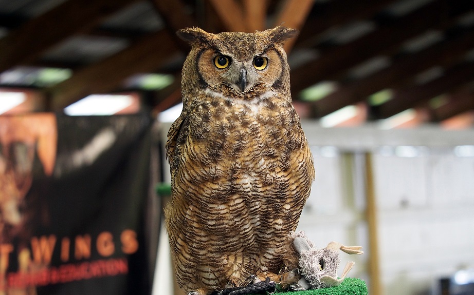 High Resolution Great Horned Owl