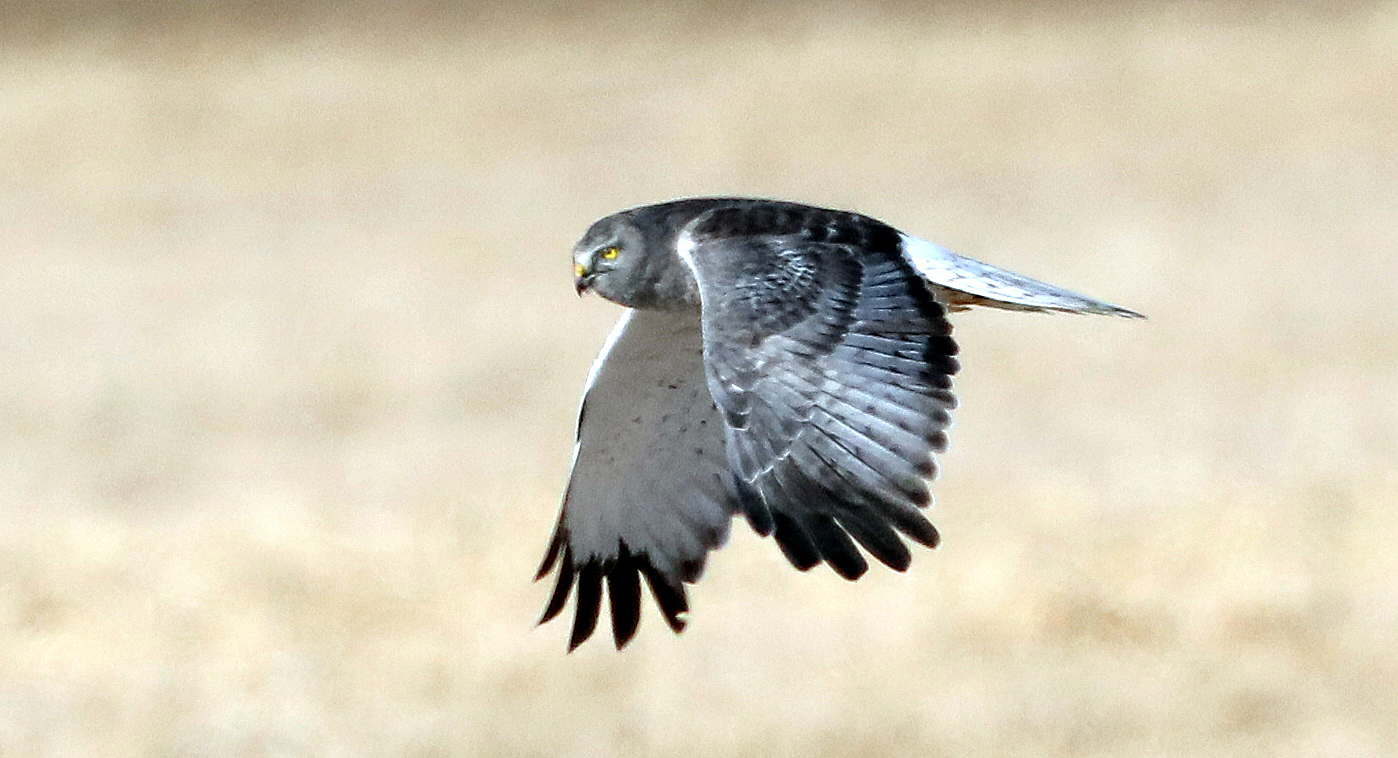 Northern Harrier