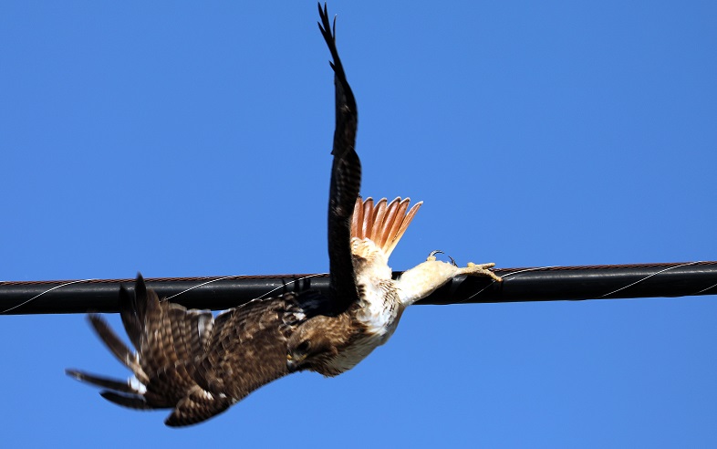 Red-Tailed Hawk, trapped on a wire.