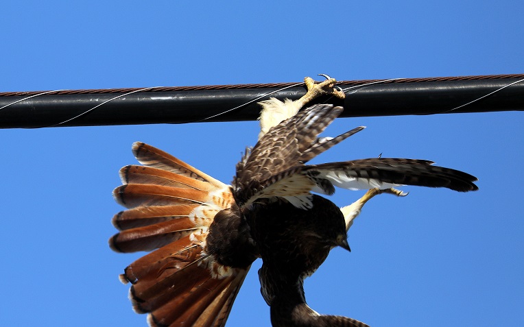 Red-Tailed Hawk, trapped on a wire.
